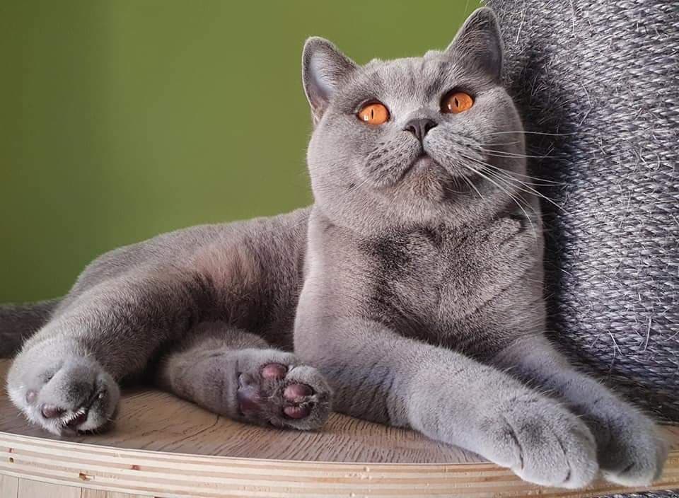 Rendara Cattery – Cats, Kittens, New Zealand