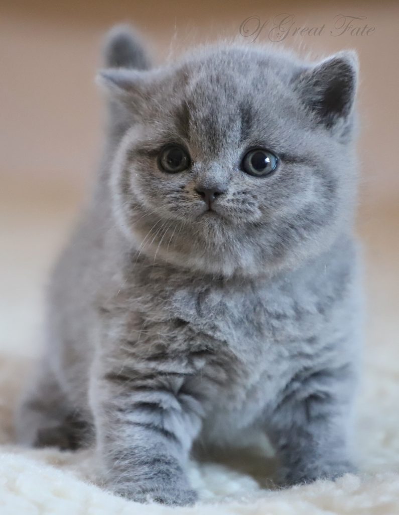 Rendara Cattery – Cats, Kittens, New Zealand