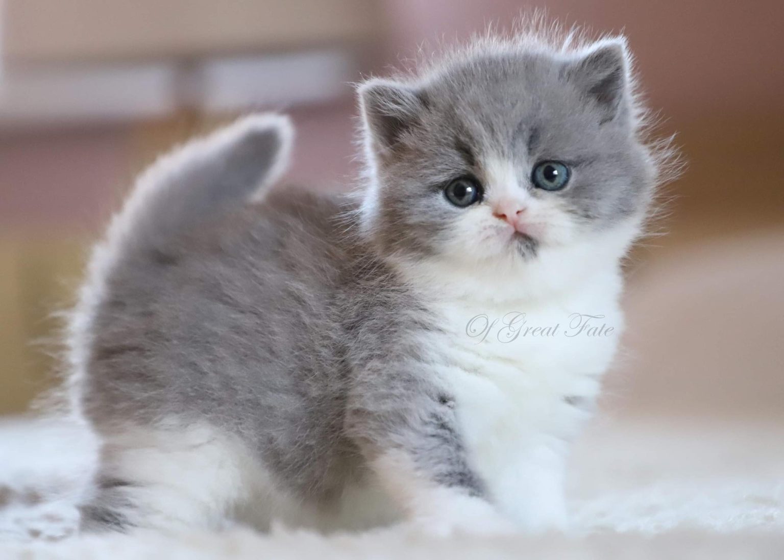 Rendara Cattery – Cats, Kittens, New Zealand