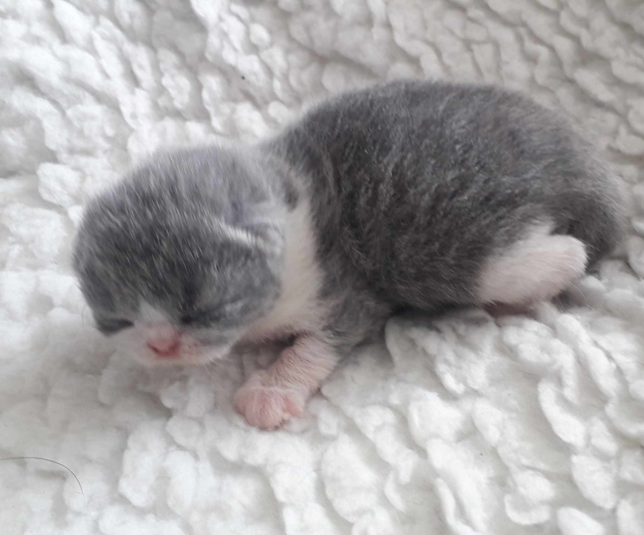 KITTENS AVAILABLE – Rendara Cattery