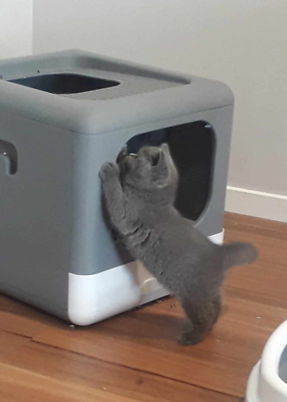 KITTENS AVAILABLE – Rendara Cattery