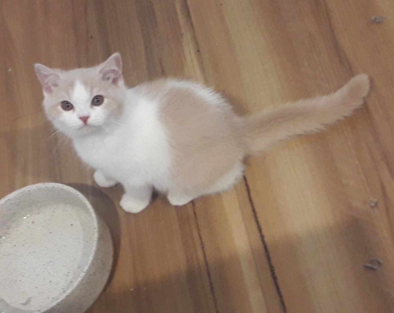KITTENS AVAILABLE – Rendara Cattery